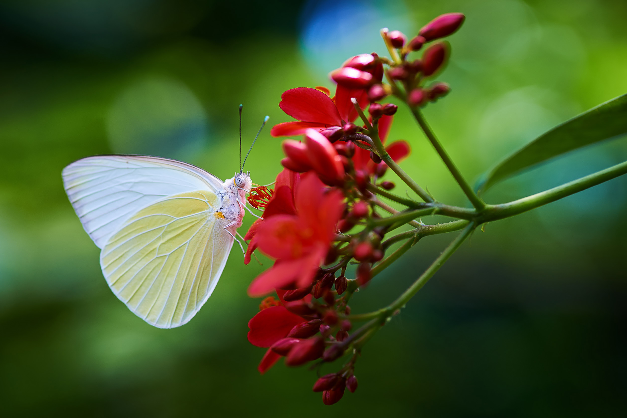 Sven Stork | Butterfly Season in Phipps